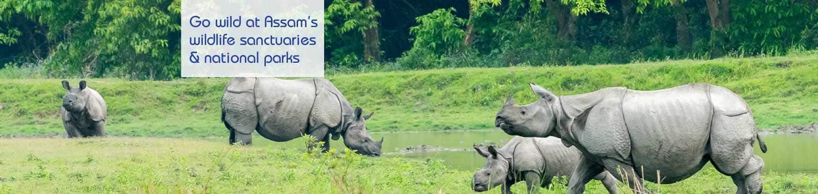 Wildlife in Assam - 8 Wildlife Sanctuaries & National Parks in Assam