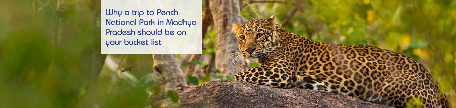 Pench National Park - Facts, Things to do, Places to stay, Travel tips
