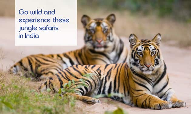 Jungle Safari in India - Places, Animals to spot, Travel tips, How to reach
