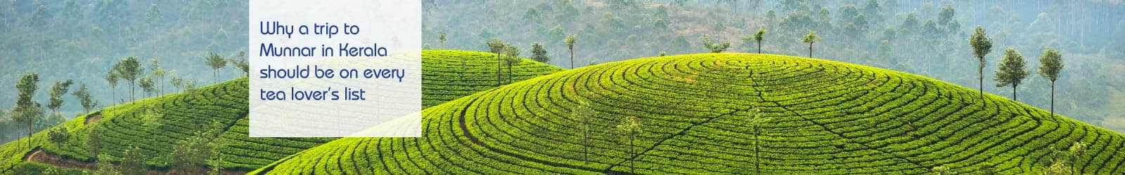 Visit Munnar - Why Munnar in Kerala Should be on Travel Wishlist